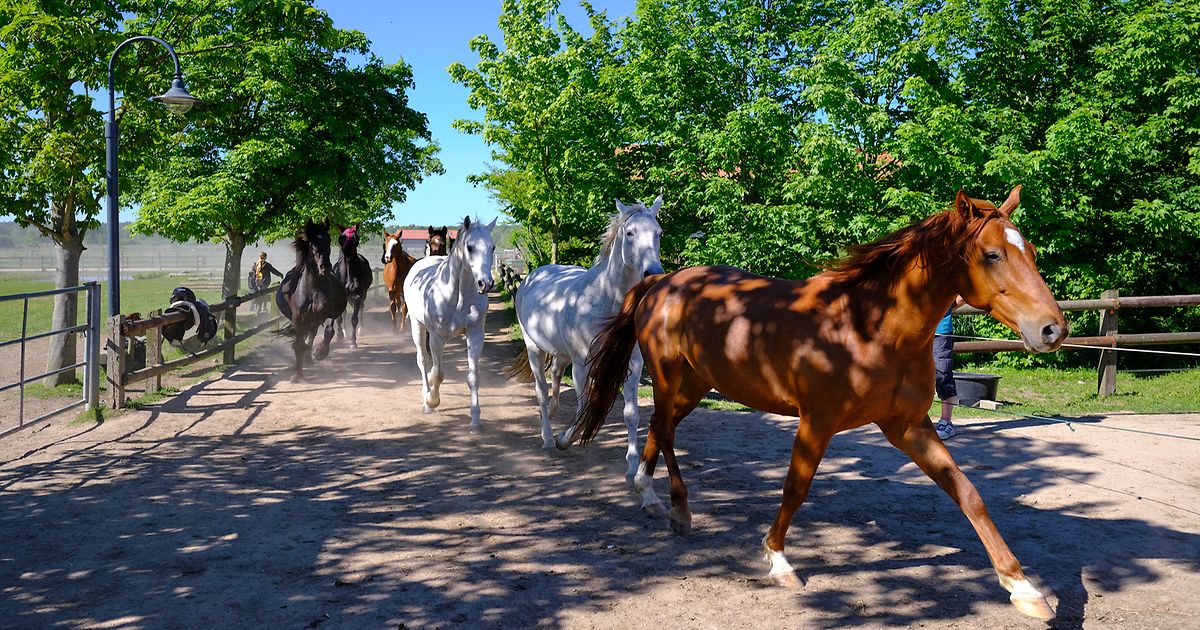 Zu Besuch beim Bernsteinreiter Hirschburg
